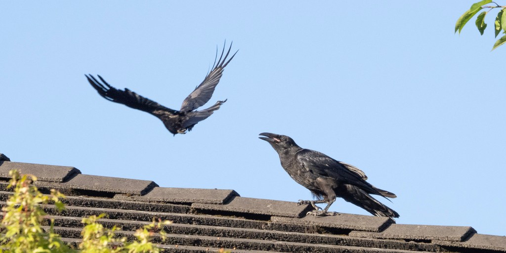 Raven Fledgling Excitement | The Urban Nature Enthusiast