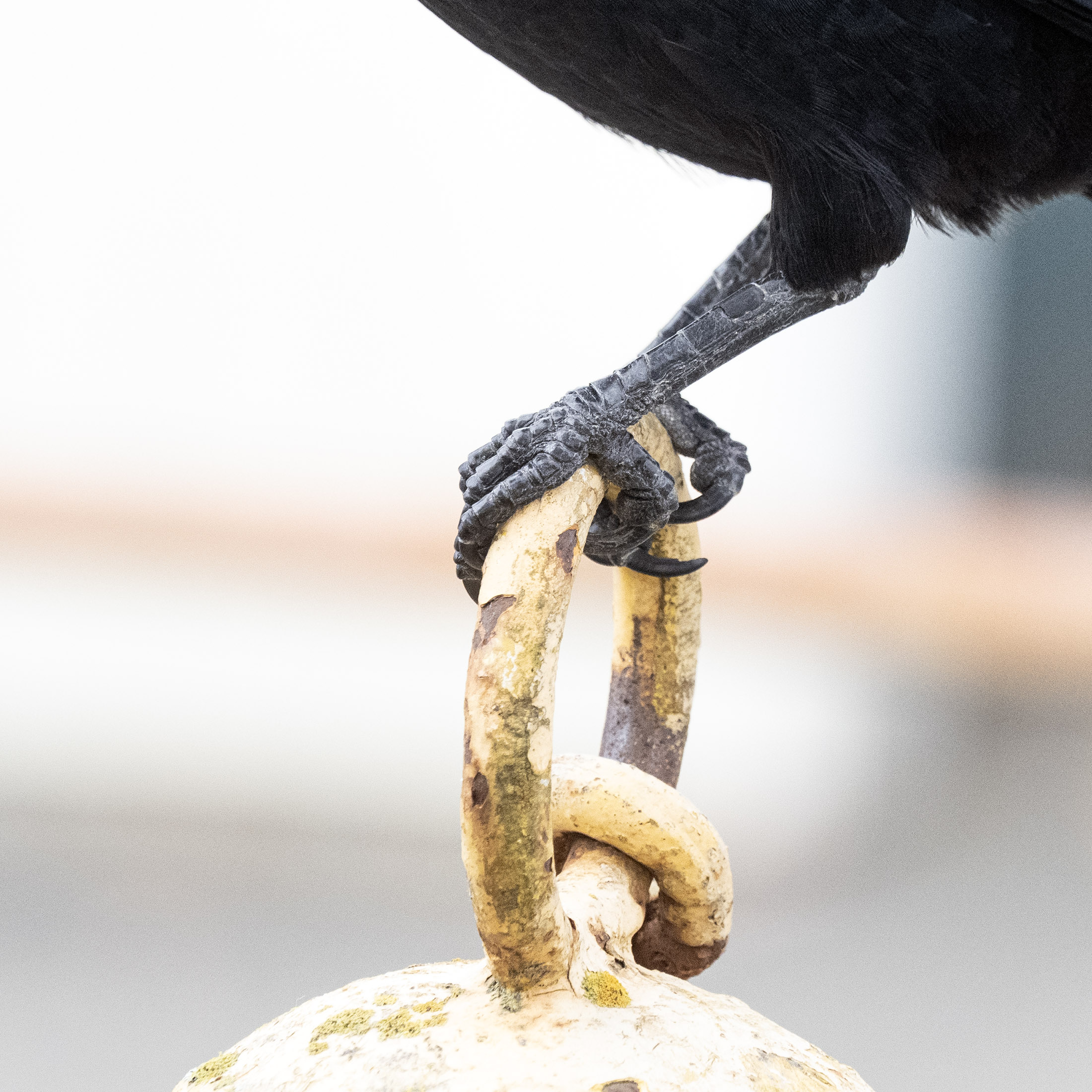 bongo feet | The Urban Nature Enthusiast