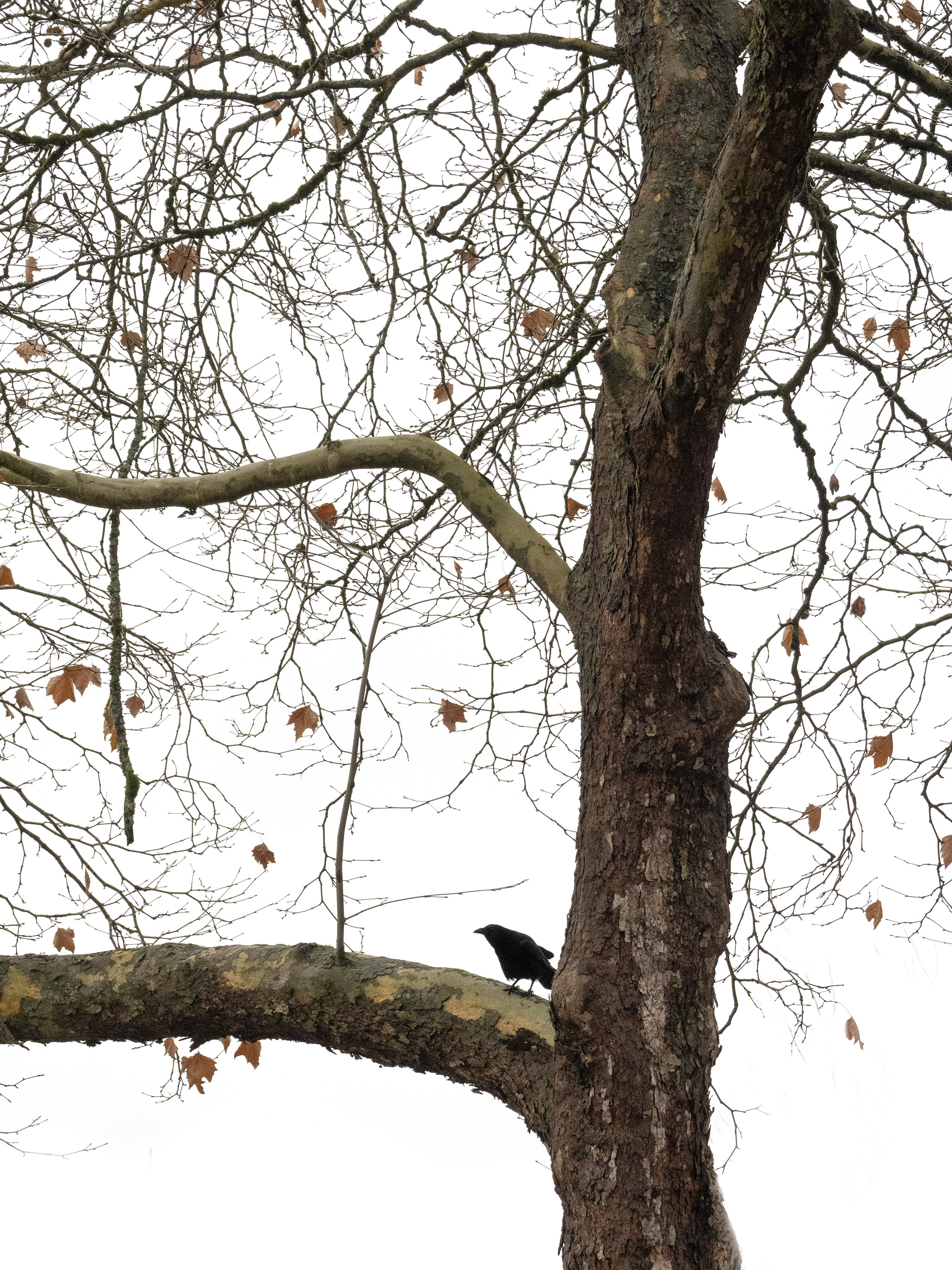 bongo in a plane tree nov 22 | The Urban Nature Enthusiast