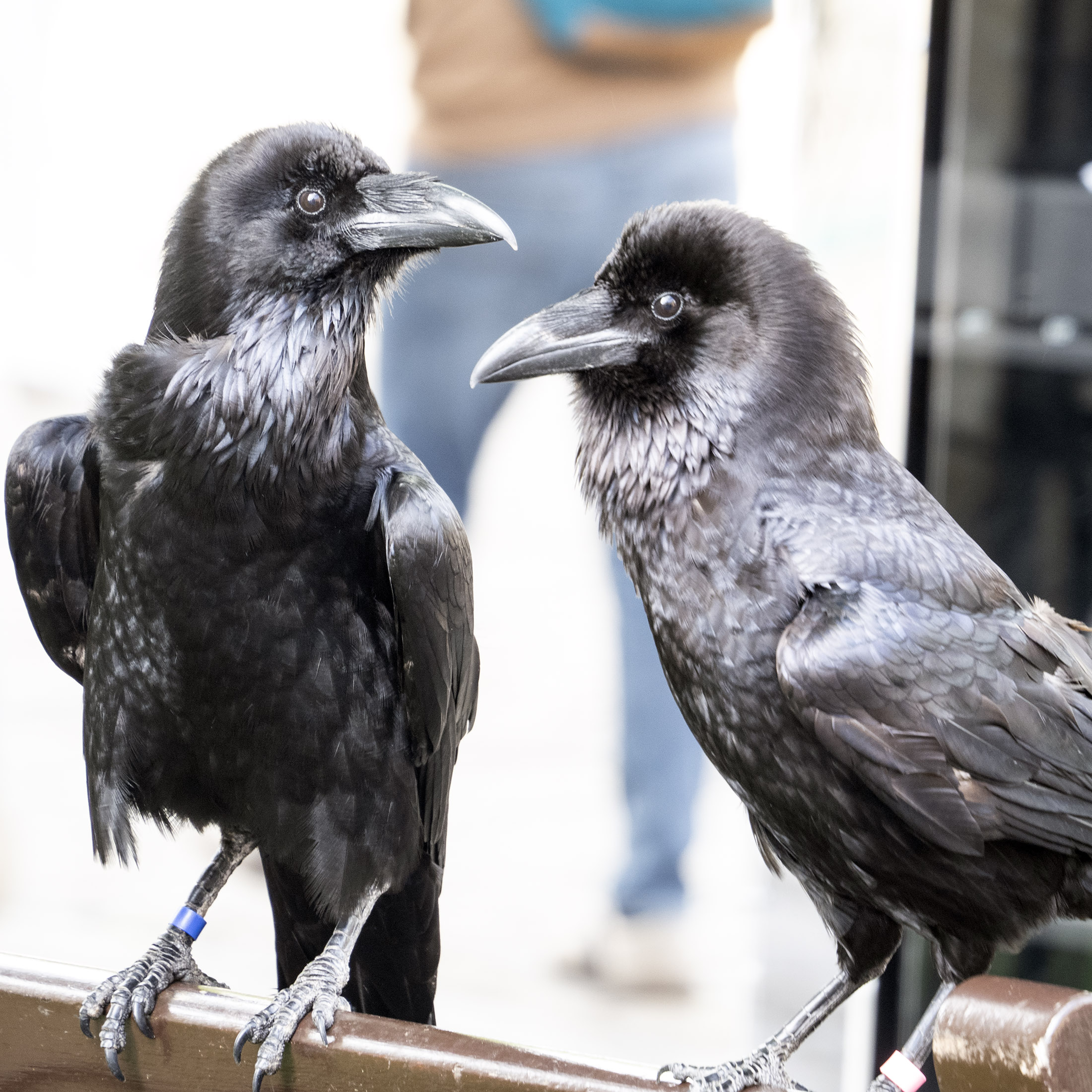 jubilee and georgie with bluejean man | The Urban Nature Enthusiast