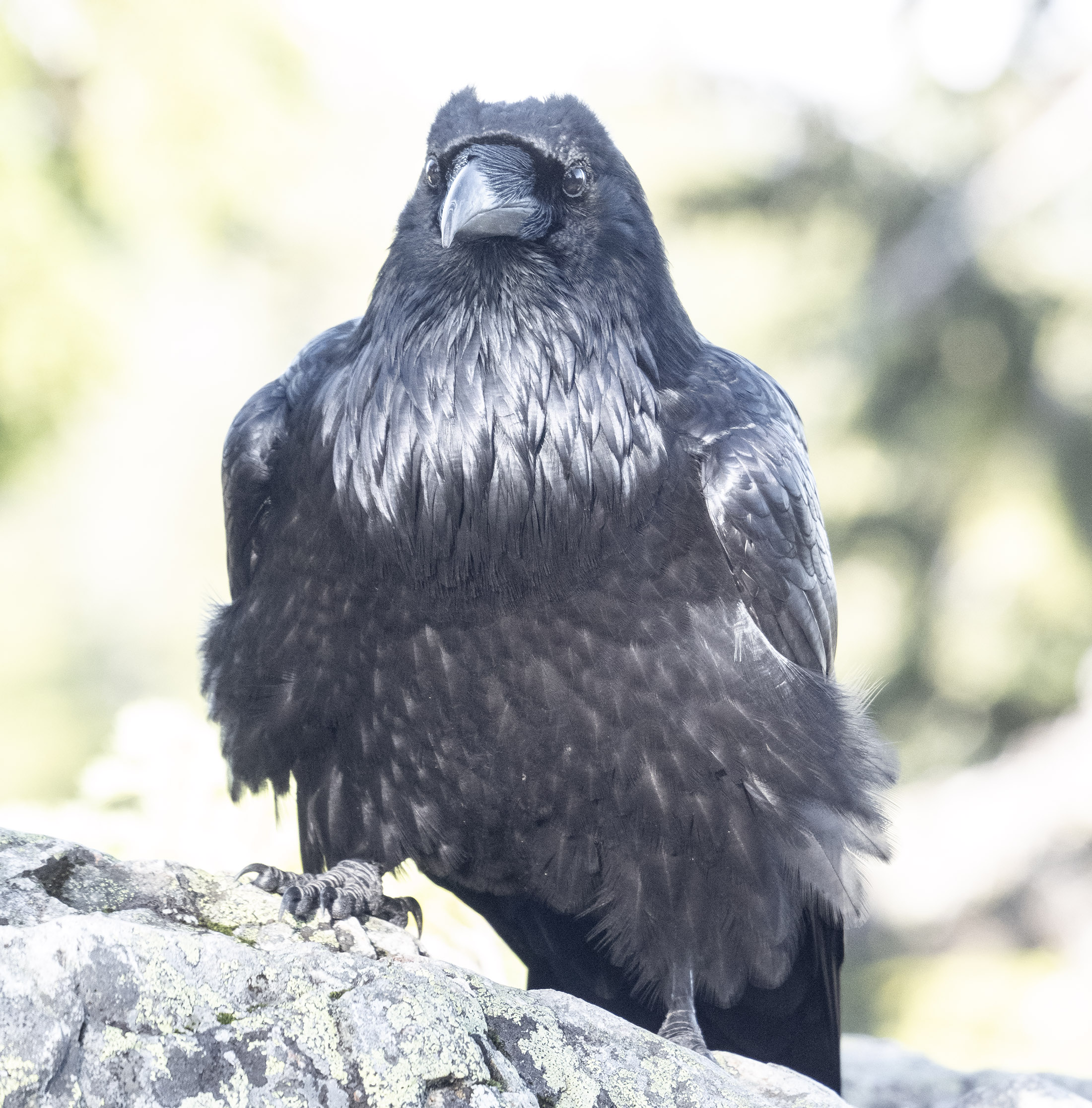 magnificent raven nov 7 | The Urban Nature Enthusiast