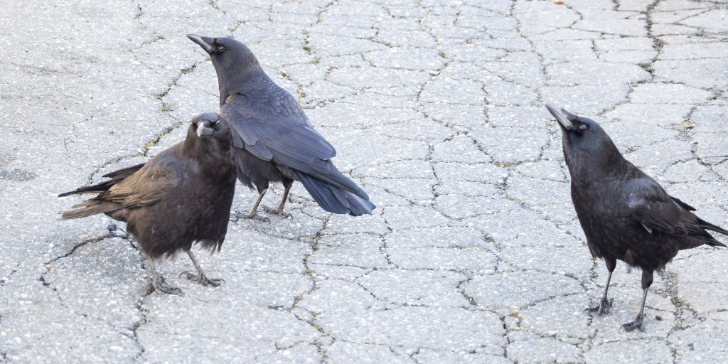 Spring 2024 Crow Sagas – Part 7 | The Urban Nature Enthusiast