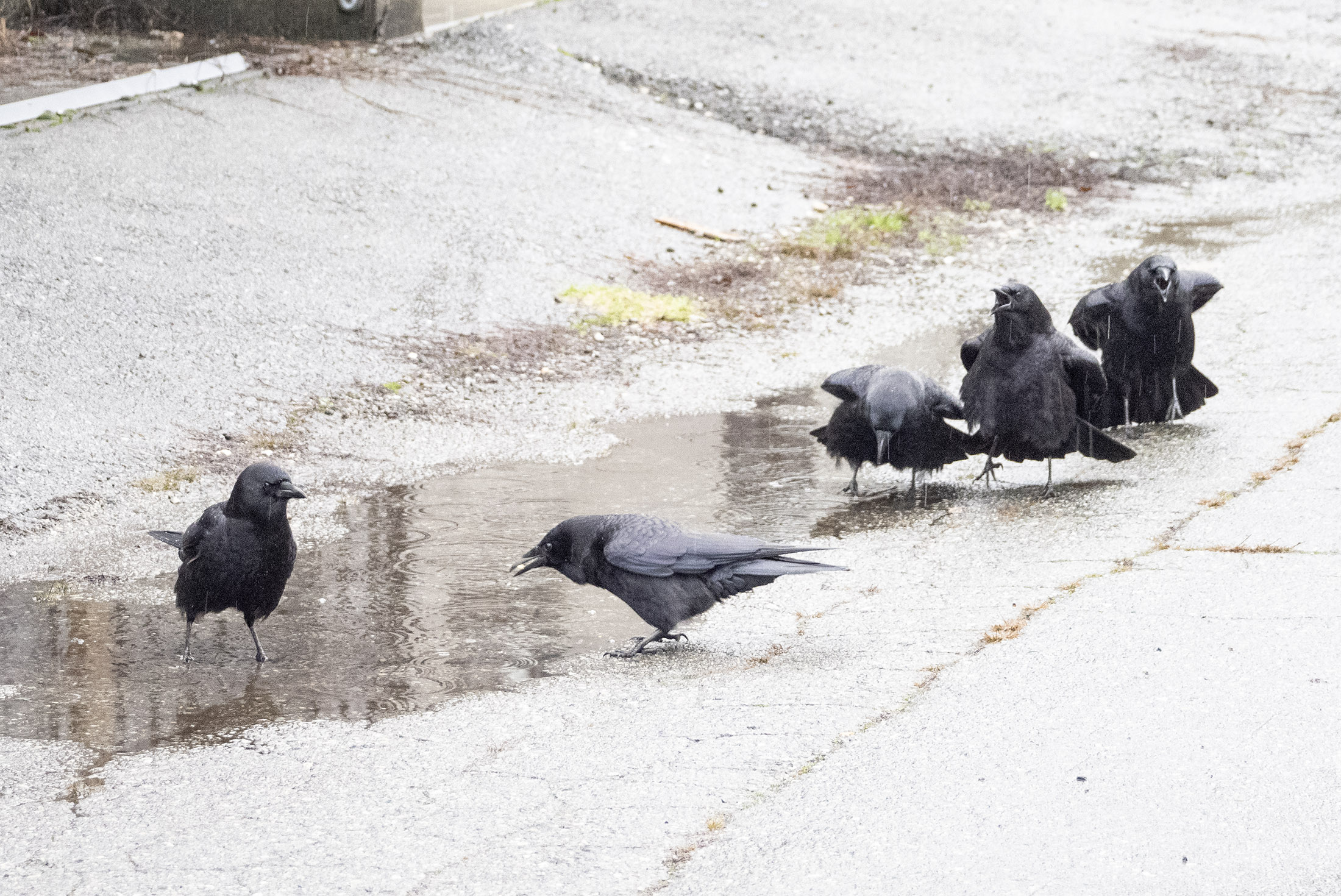 marvin, mavis and lucky vs norman and nancy jan 8-24 | The Urban Nature ...