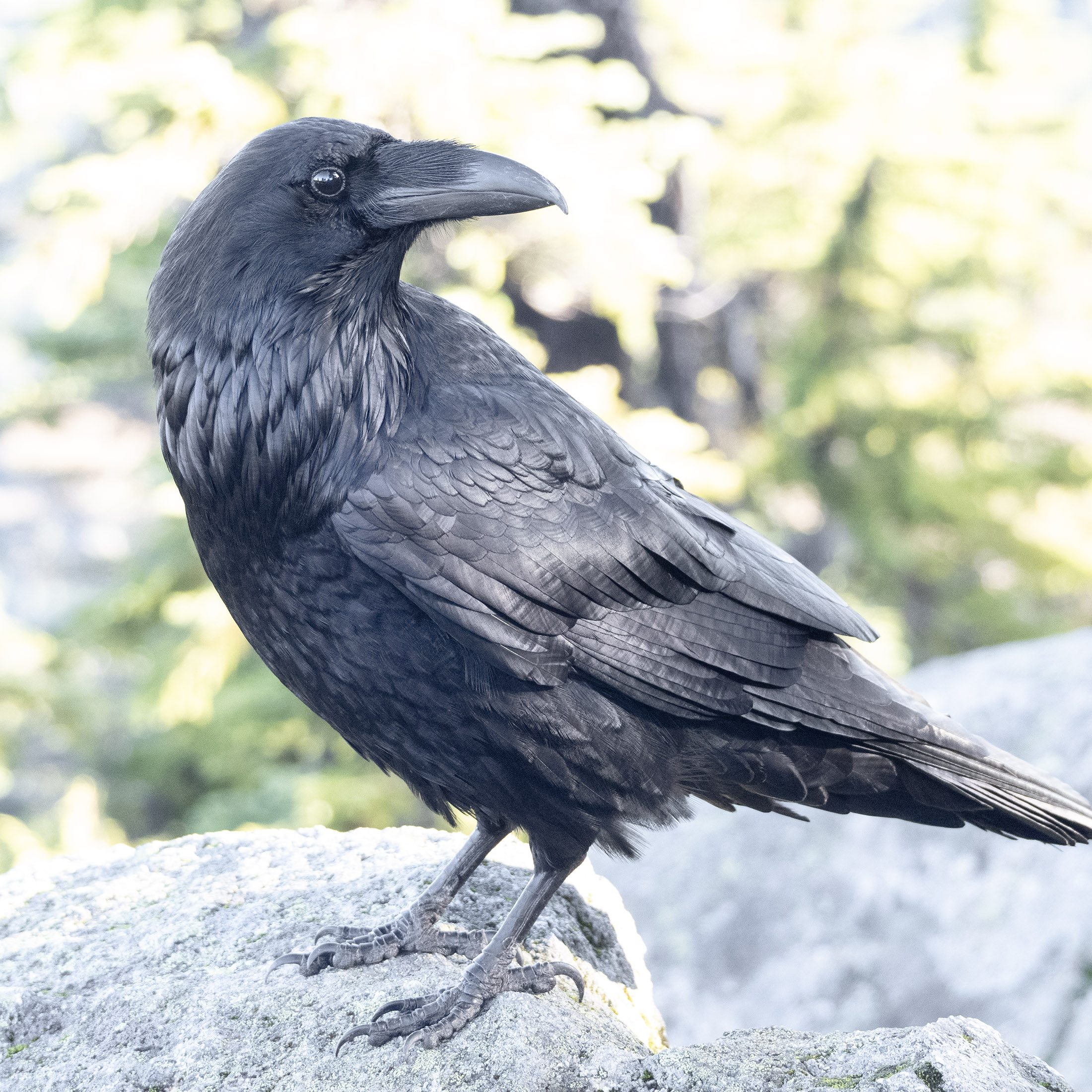 Over the shoulder raven nov 7 | The Urban Nature Enthusiast