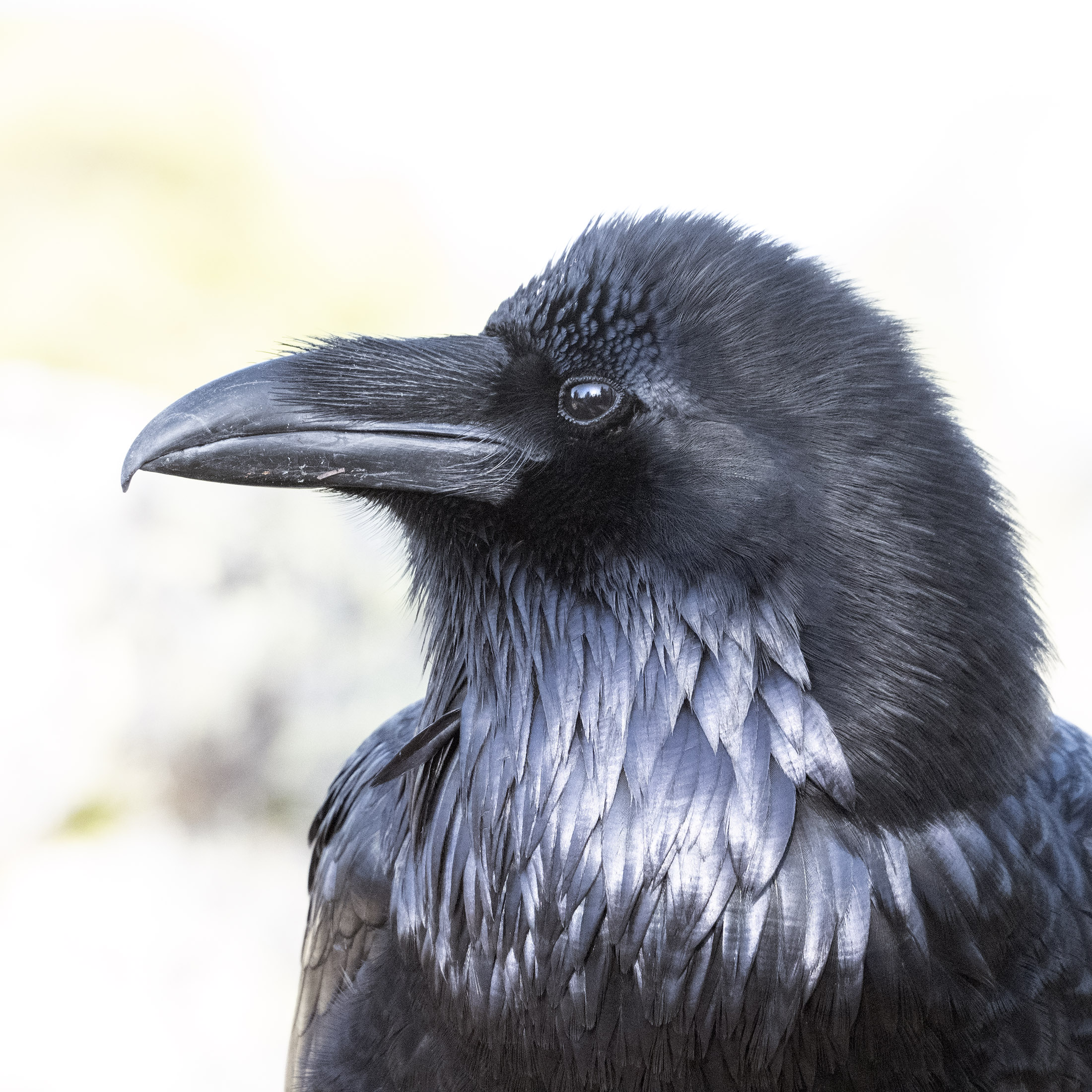Raven with sun-polished chest feathers nov 7 | The Urban Nature Enthusiast