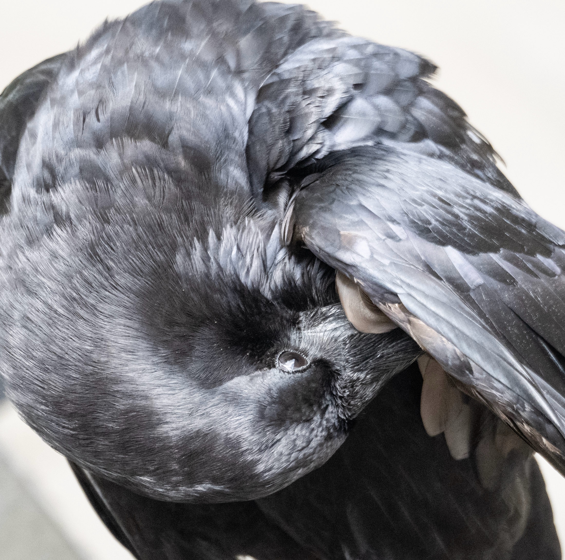 poppy preening | The Urban Nature Enthusiast