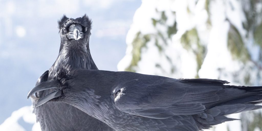 Risqué Ravens | The Urban Nature Enthusiast