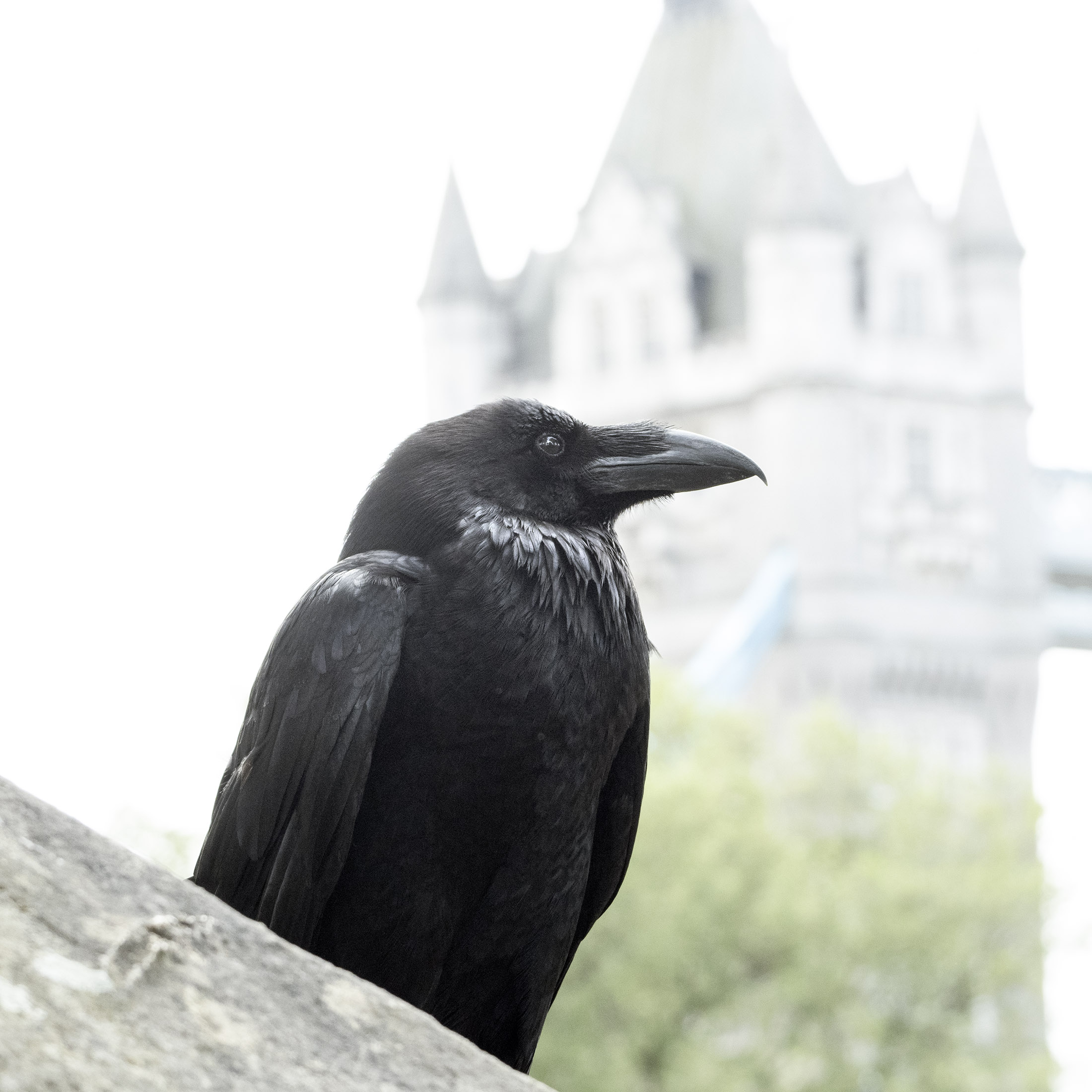 raven and Tower Bridge | The Urban Nature Enthusiast