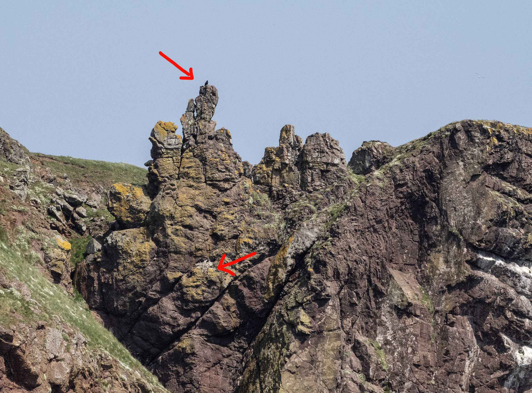 raven and nest st abbs arrows | The Urban Nature Enthusiast
