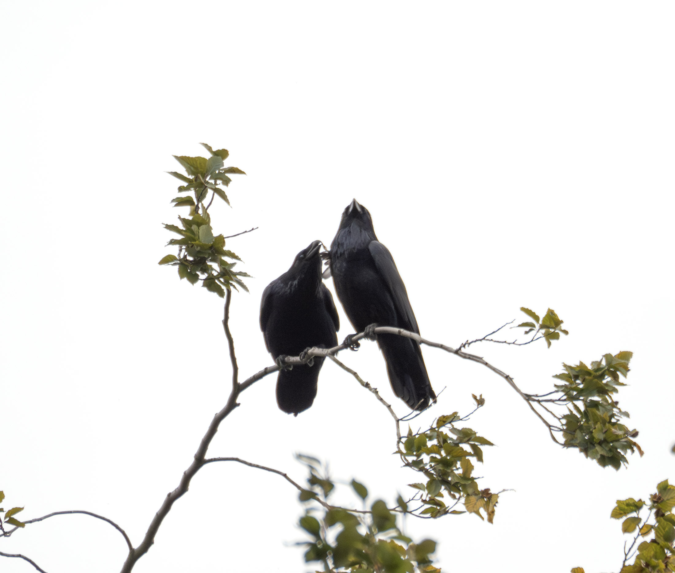 raven couple preen oct 5 | The Urban Nature Enthusiast