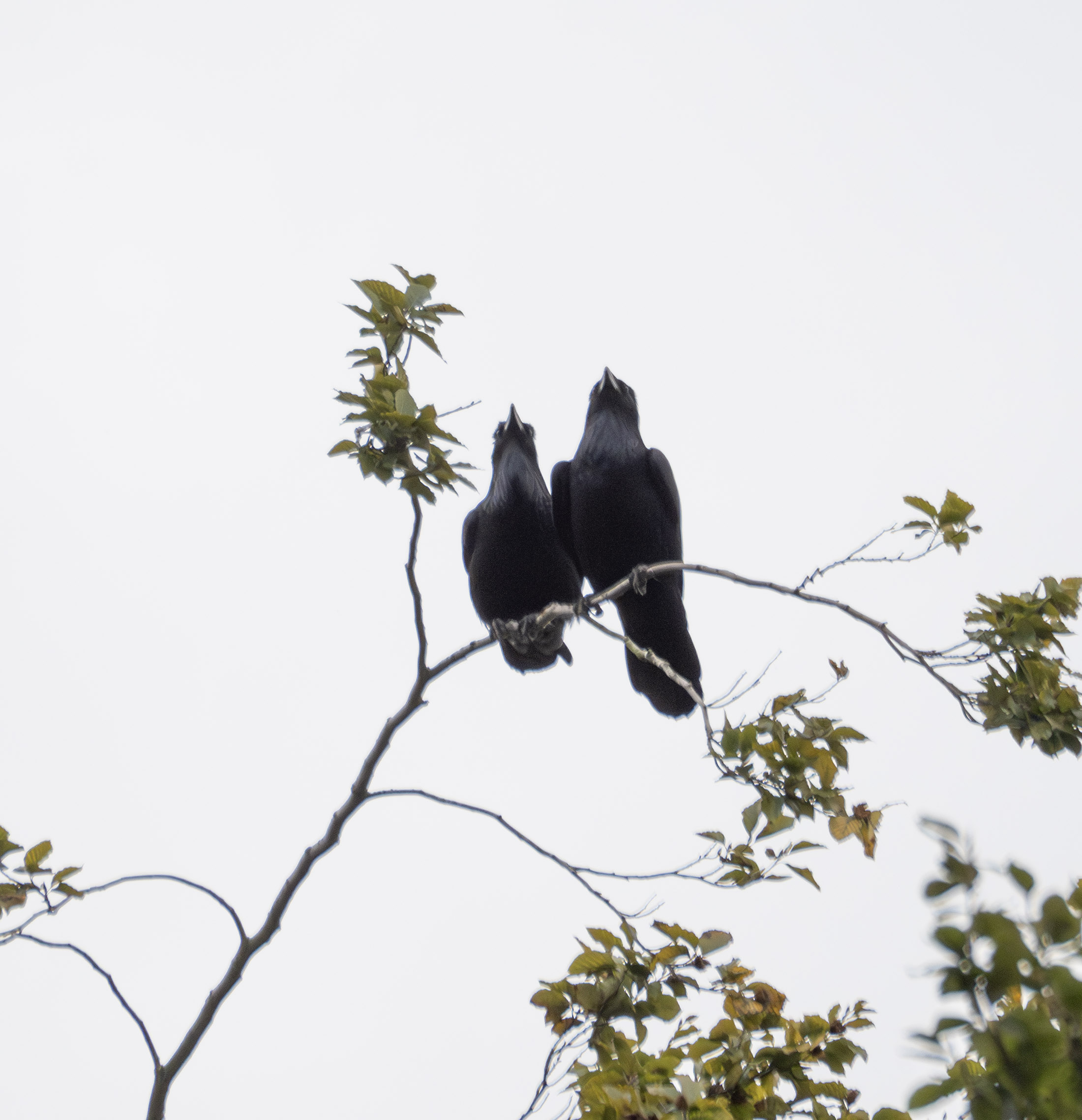 raven couple side by side Oct5 | The Urban Nature Enthusiast