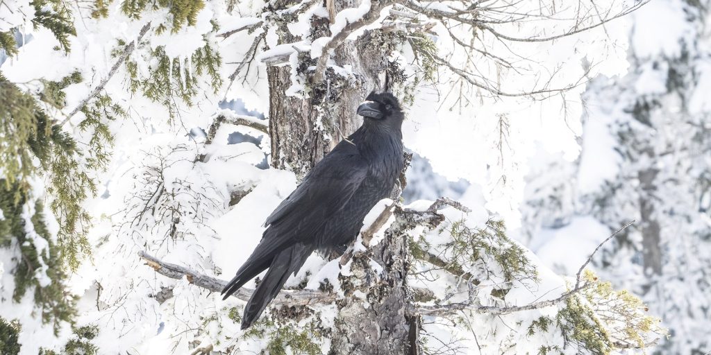 Raven Conversation | The Urban Nature Enthusiast