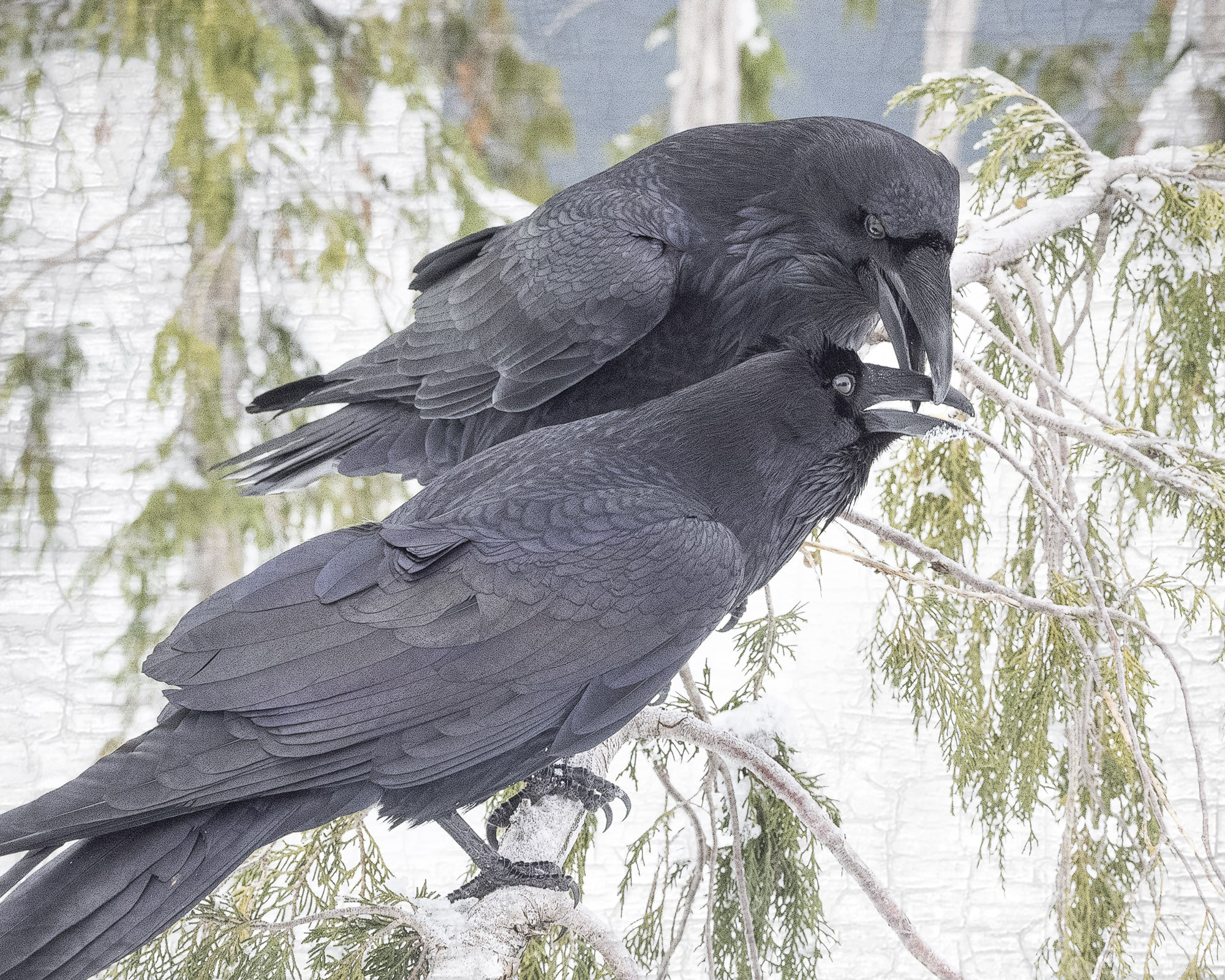 Raven Kiss | The Urban Nature Enthusiast