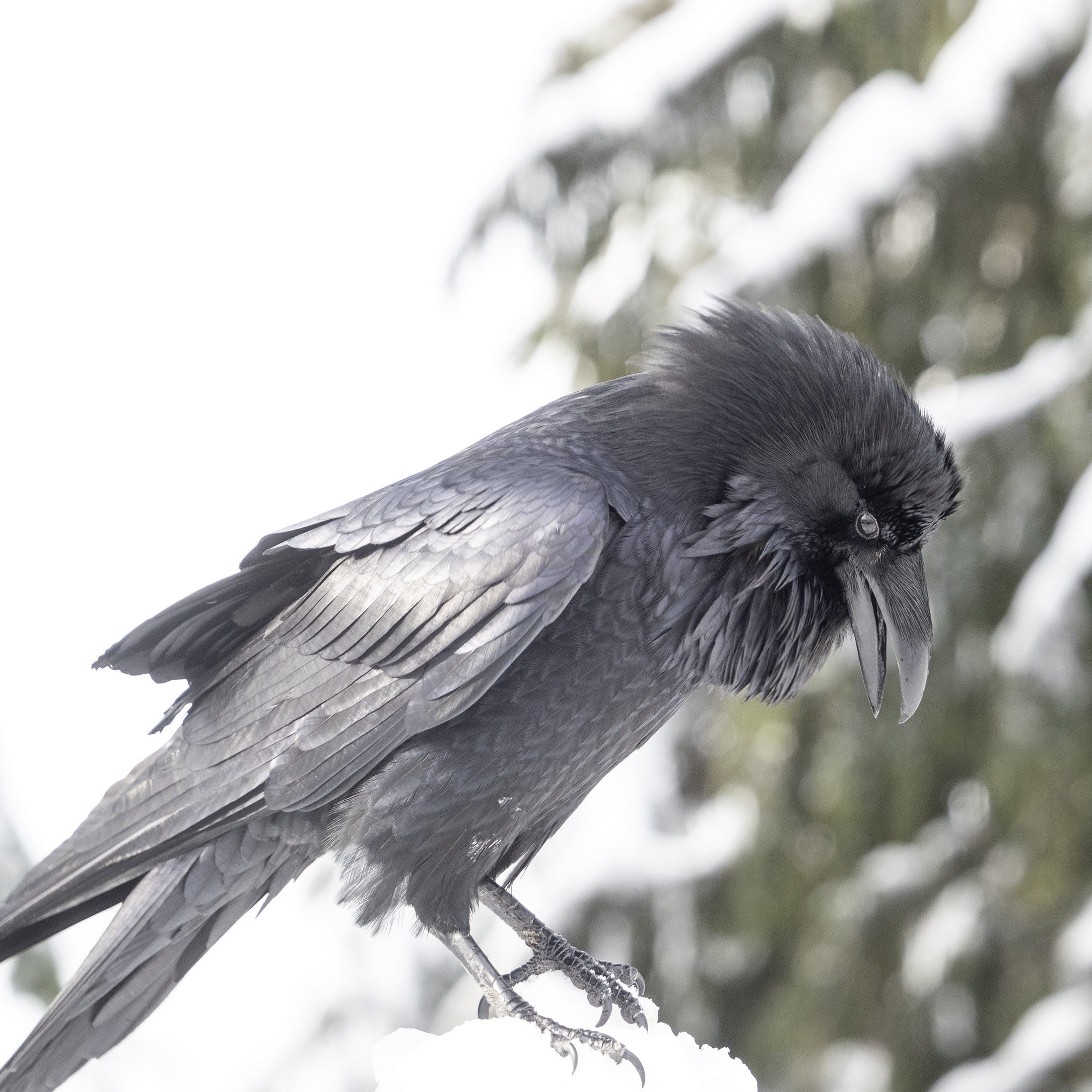 raven making pinball call jan16 | The Urban Nature Enthusiast