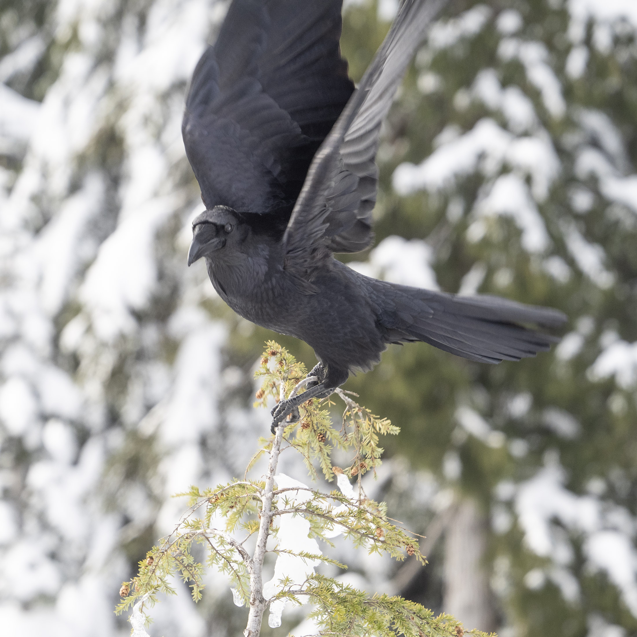 raven take off 1 jan16-24 | The Urban Nature Enthusiast