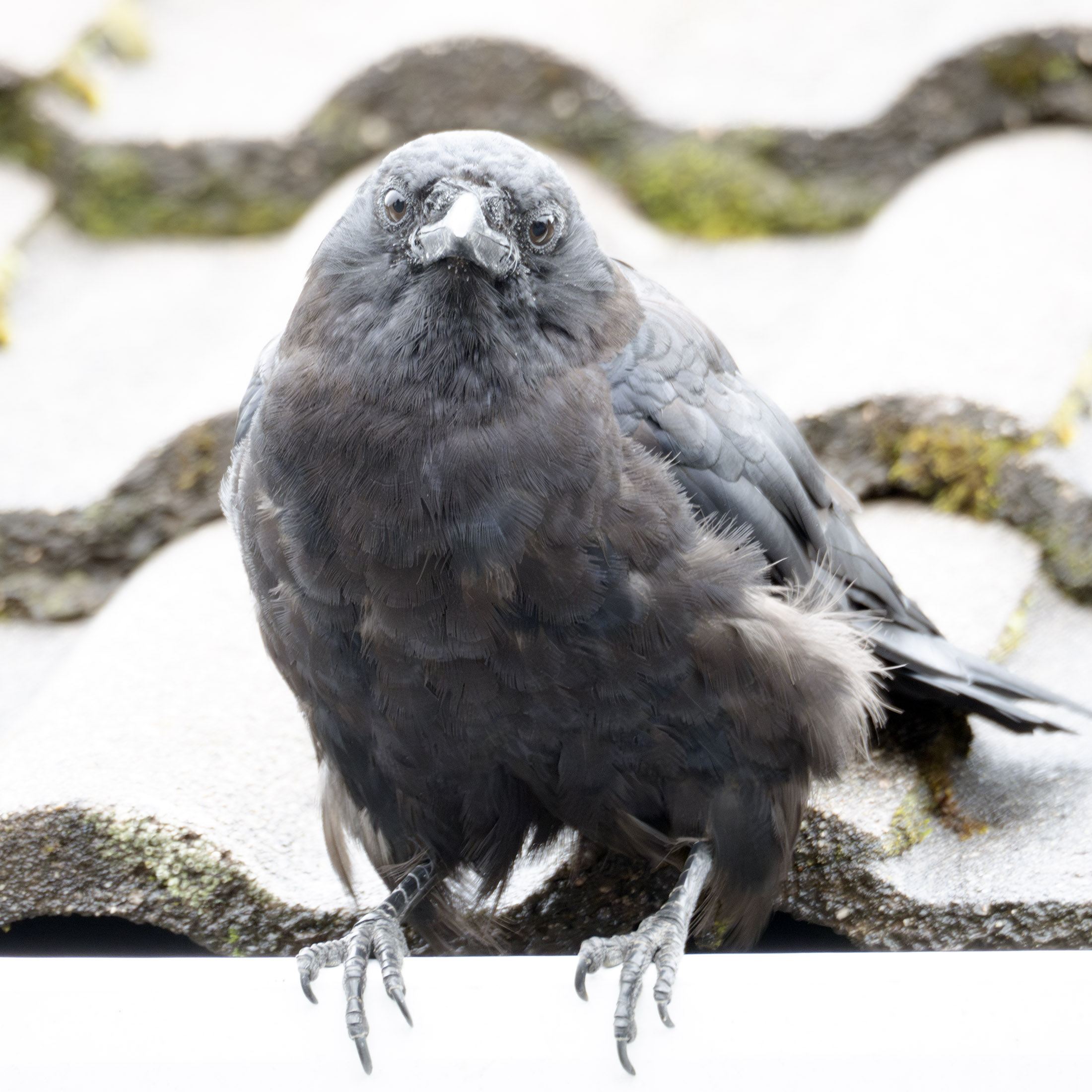 rooftop moulter | The Urban Nature Enthusiast