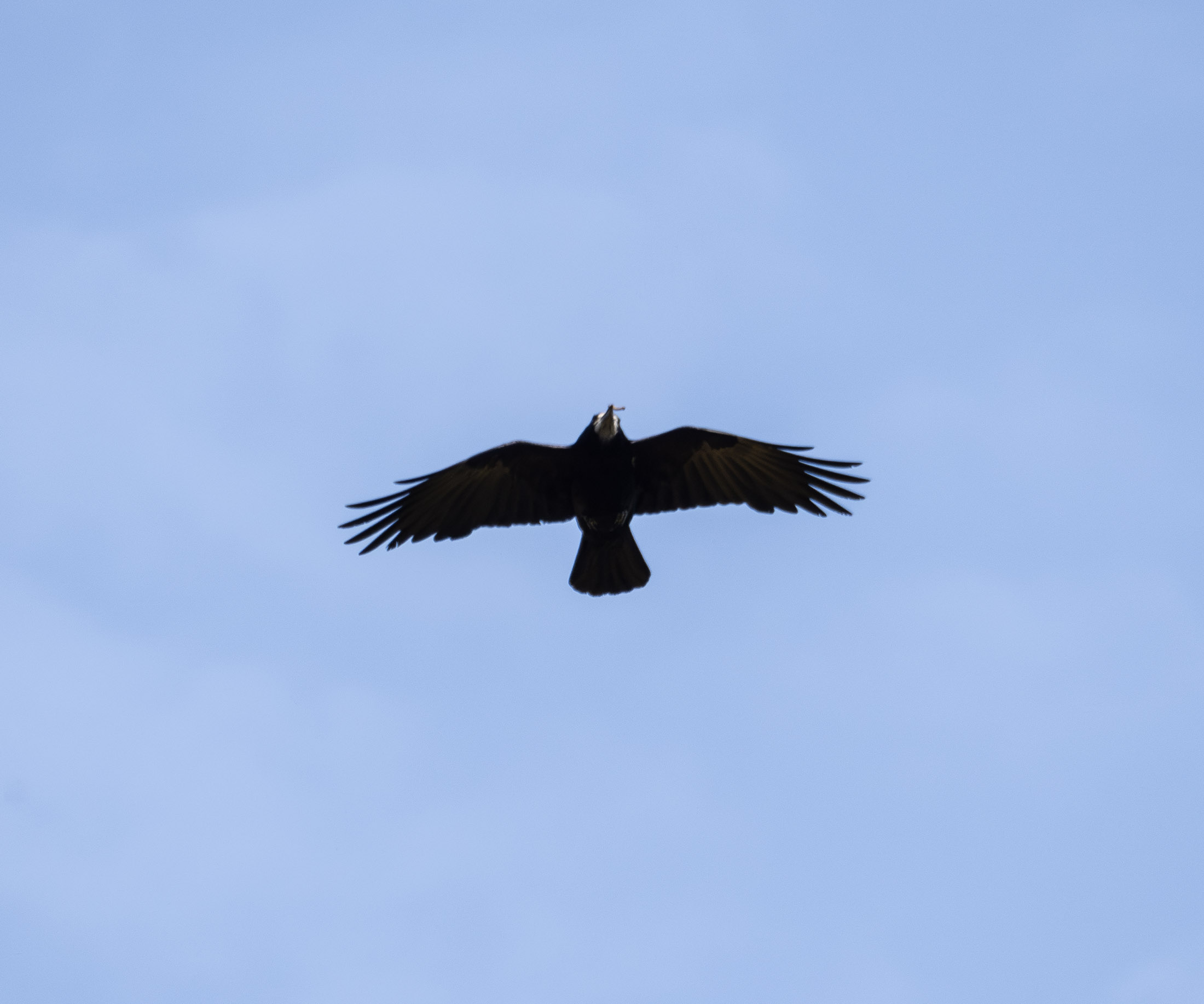 rook flying with twig at st abbs | The Urban Nature Enthusiast