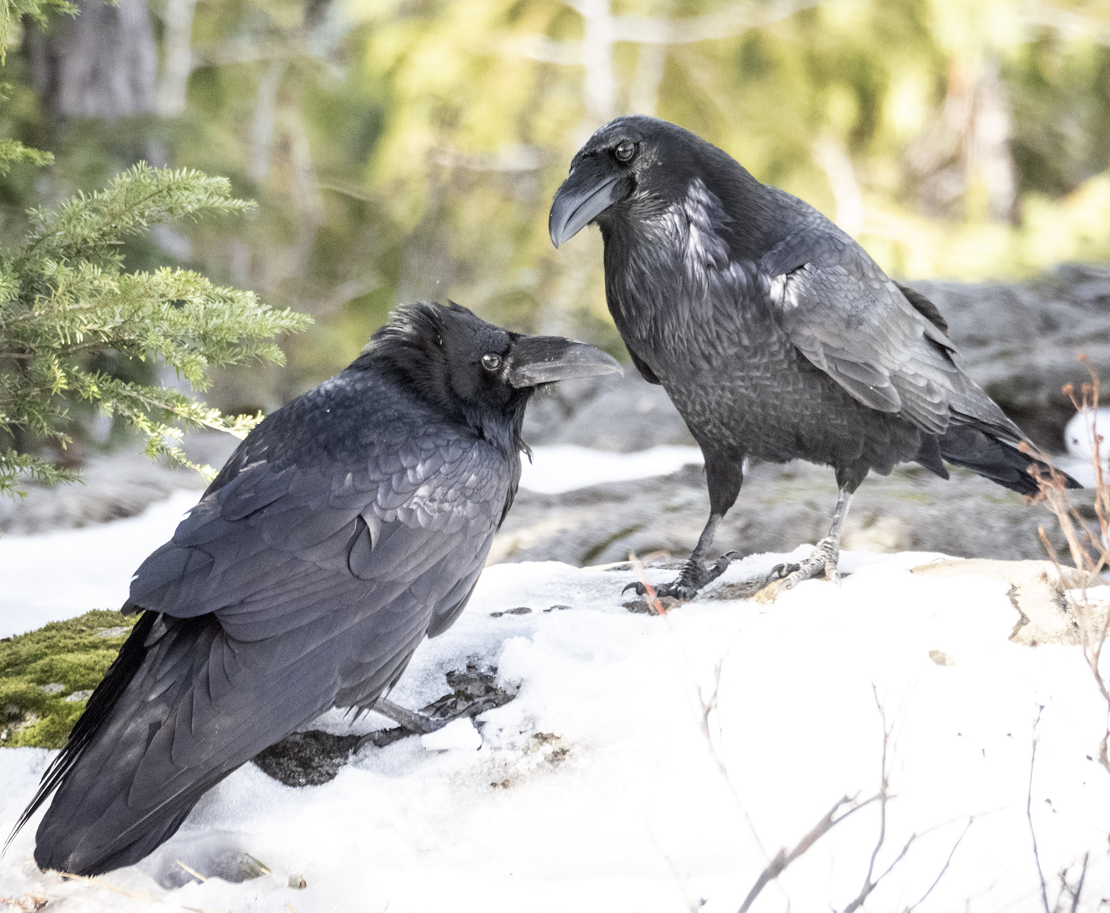 ruffled head feathers ravens feb 19 | The Urban Nature Enthusiast