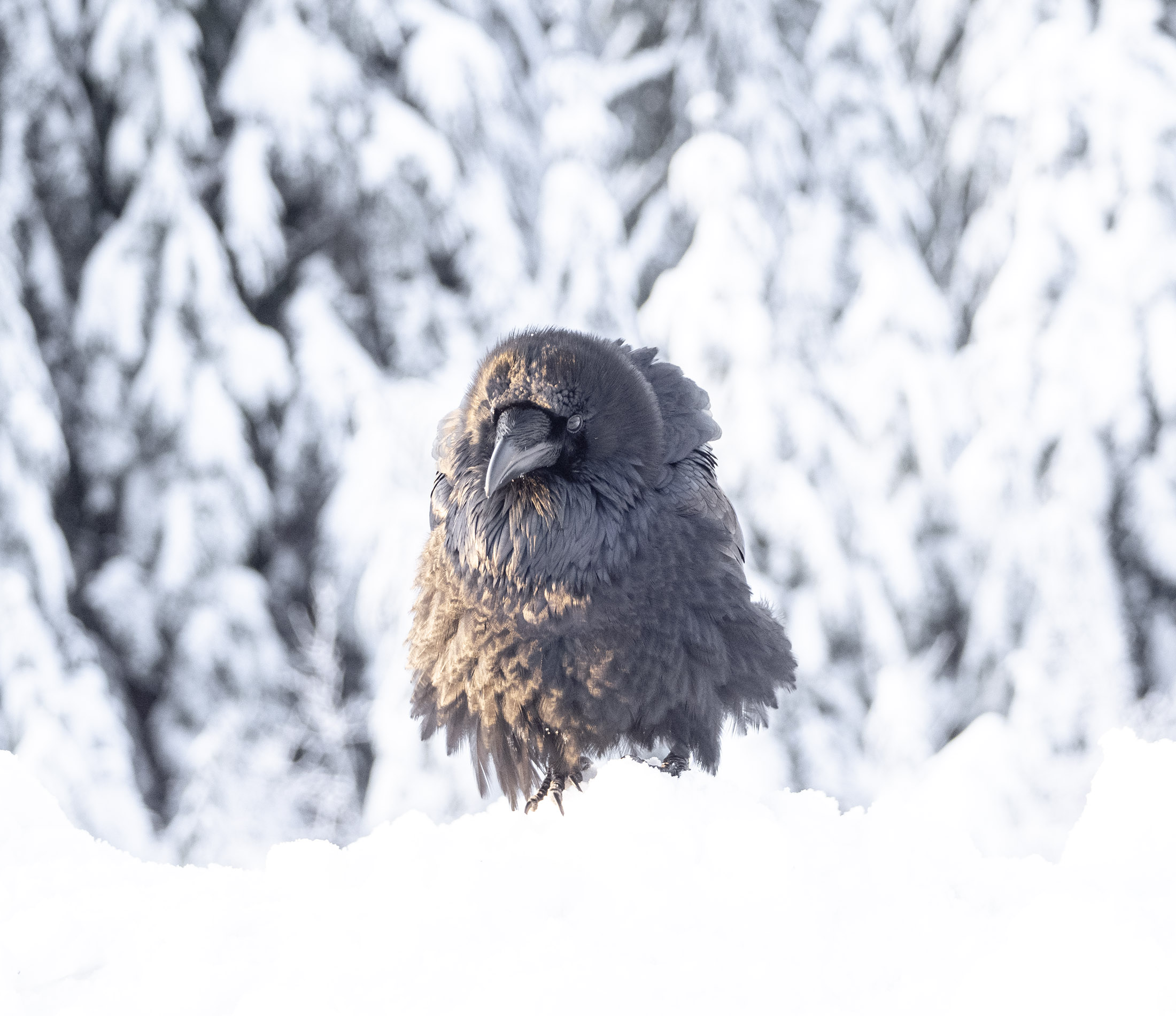 snow fluffed raven jan 10 | The Urban Nature Enthusiast