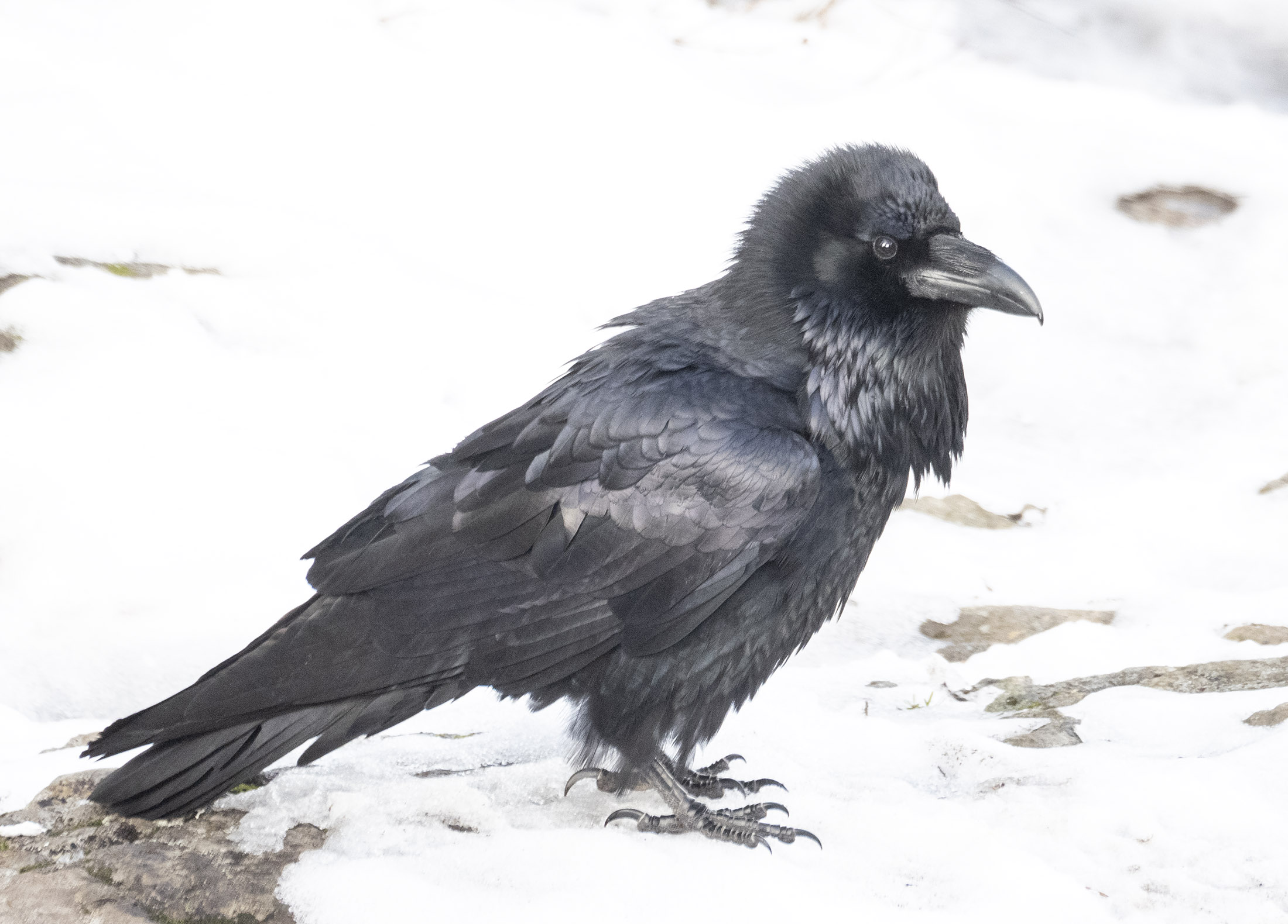 snow standing raven feb 19 | The Urban Nature Enthusiast