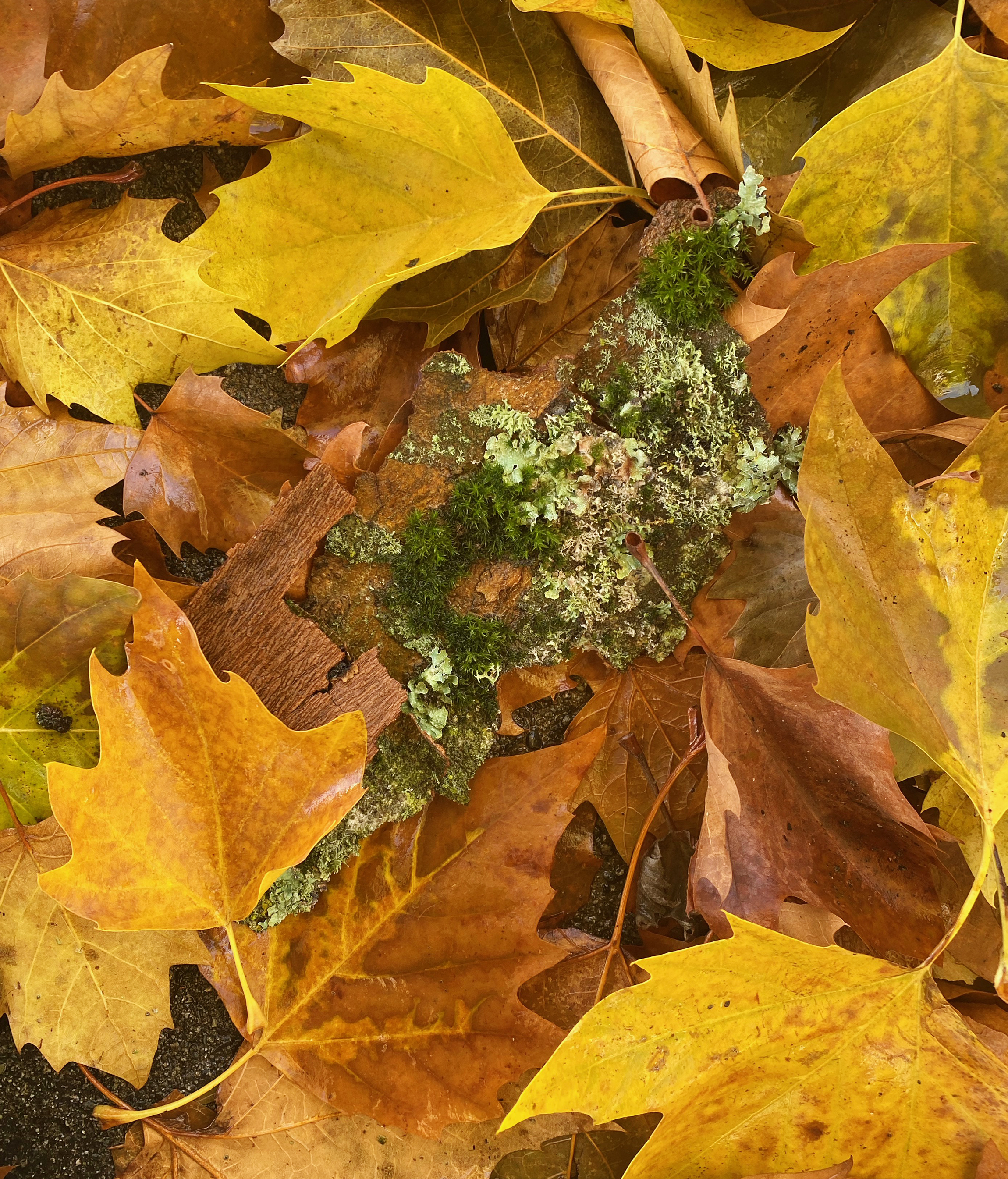 sycamore bark with fall leaves | The Urban Nature Enthusiast
