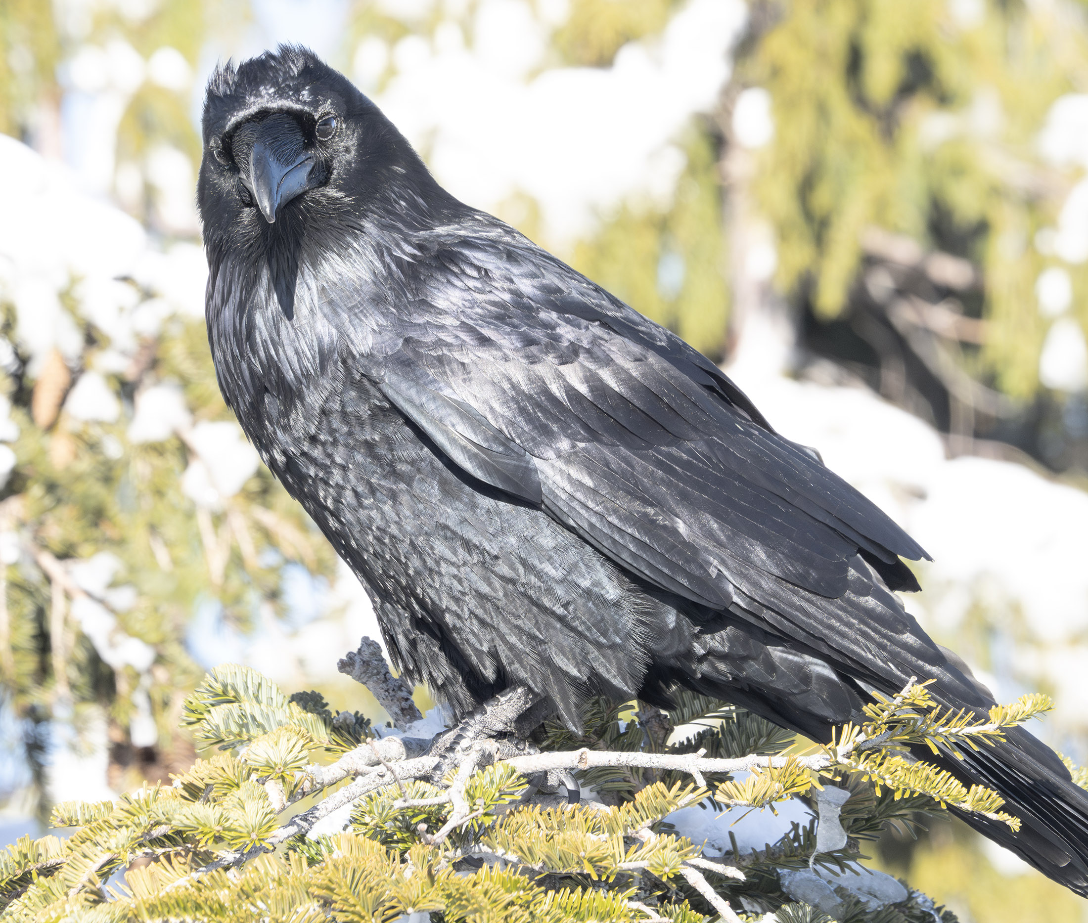 tree raven with horns feb 10 | The Urban Nature Enthusiast