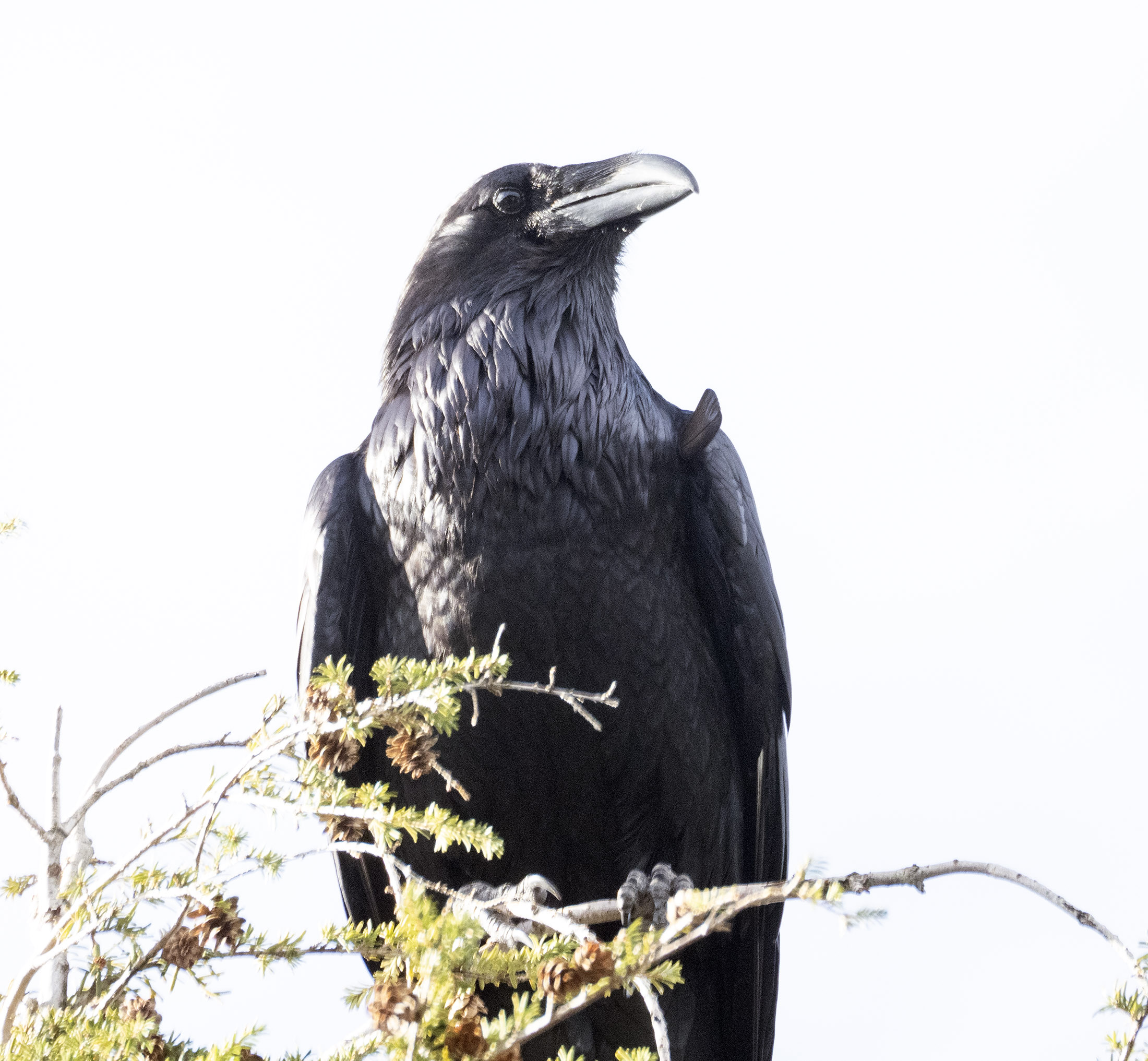 treetop raven feb 19 | The Urban Nature Enthusiast