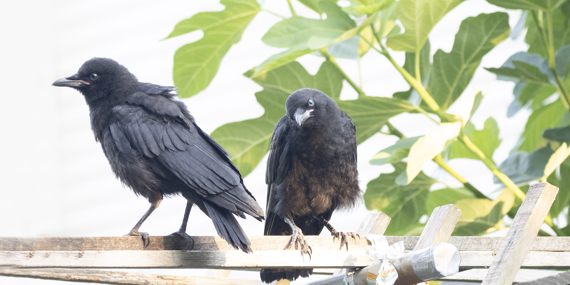 two crow fledglings wide Jul18 banner | The Urban Nature Enthusiast