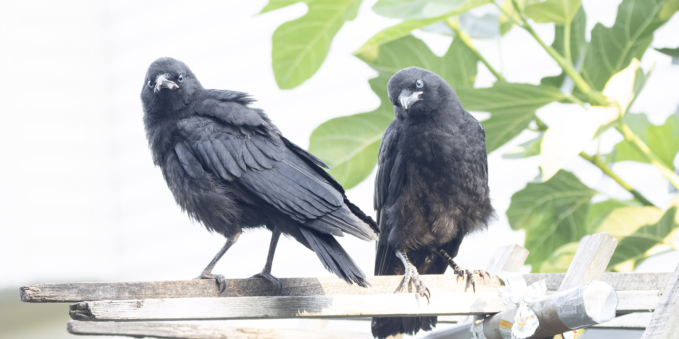 two crow fledglings wide Jul18 banner2 | The Urban Nature Enthusiast
