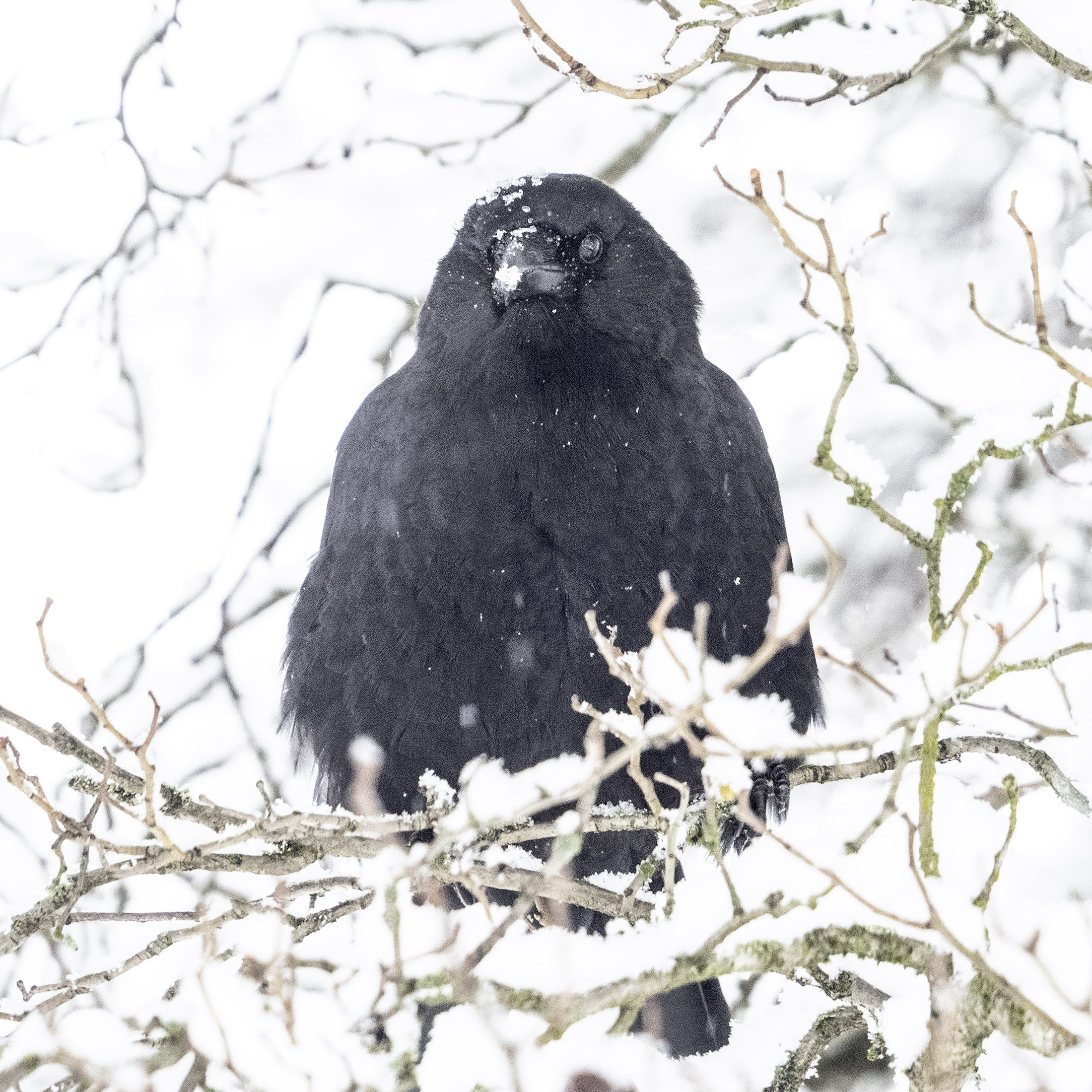 wanda in snow tree jan 19 | The Urban Nature Enthusiast