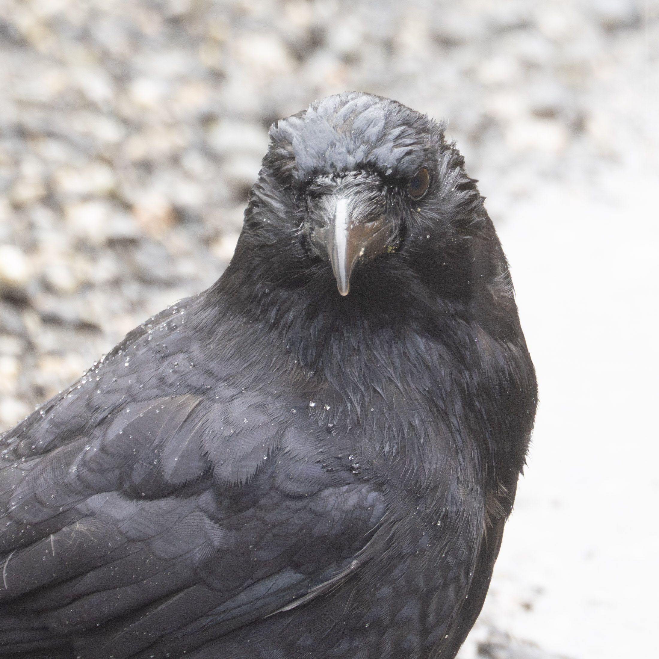 wanda is back in rain Mar 12 | The Urban Nature Enthusiast