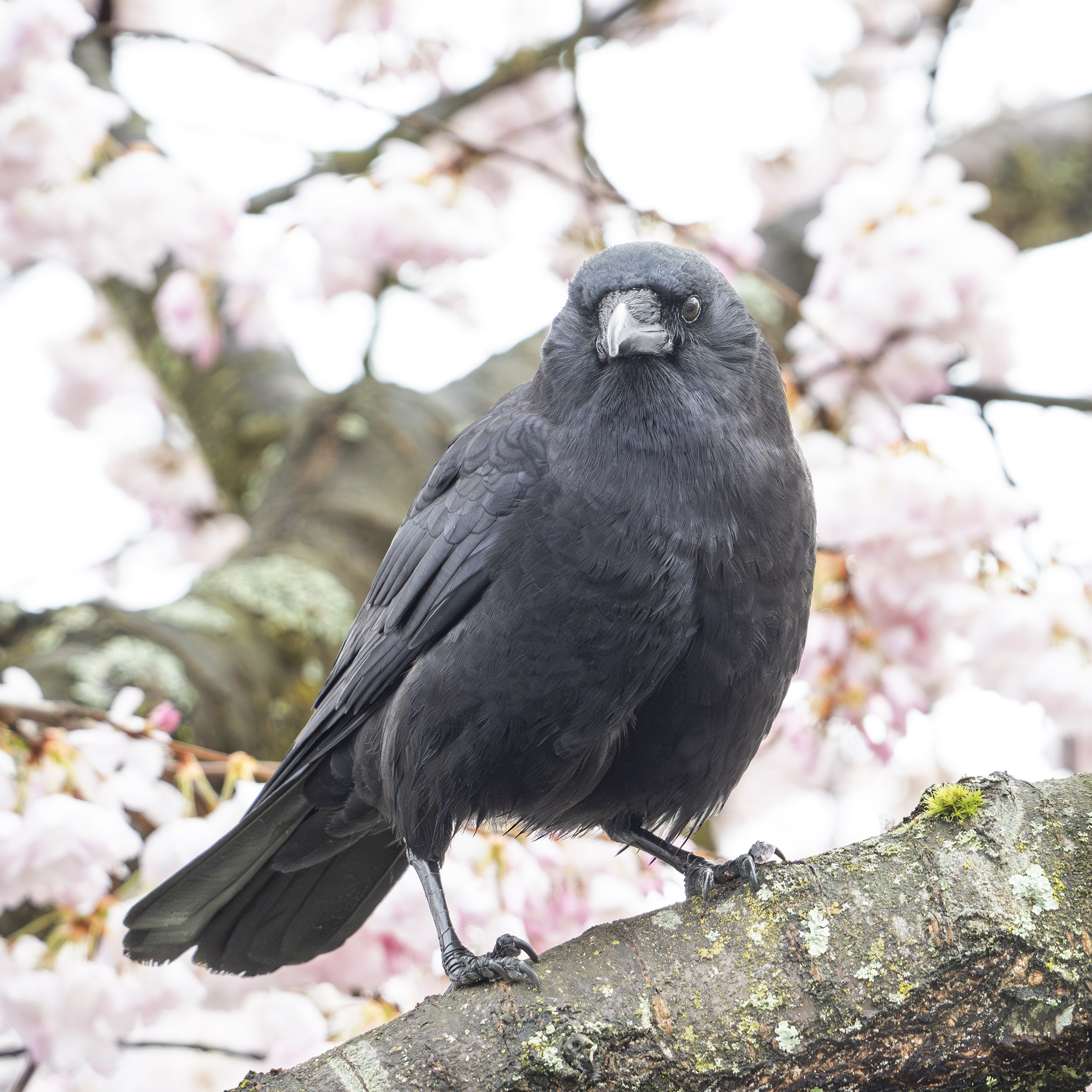 wanda on blossom tree spring 2024 | The Urban Nature Enthusiast