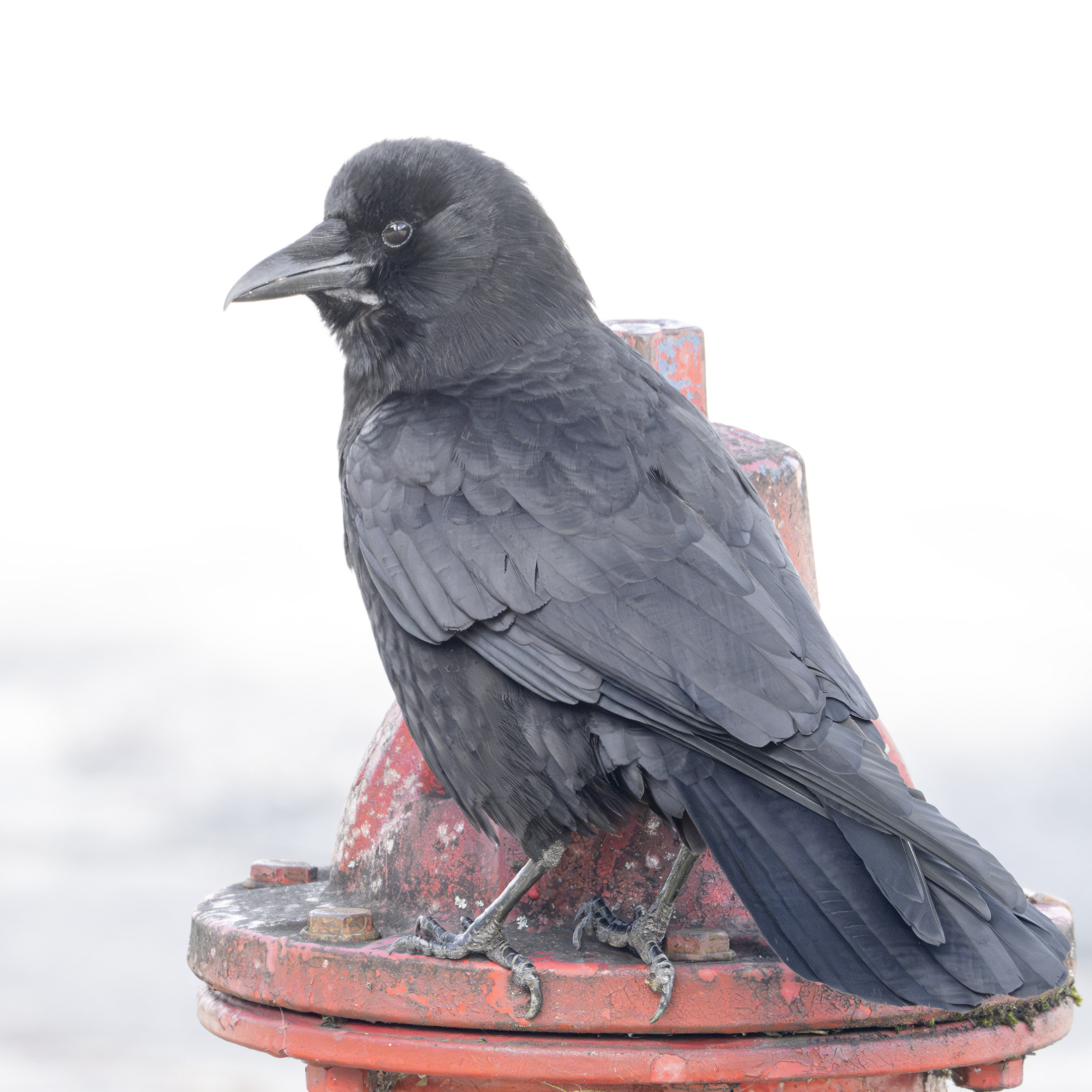 wanda on hydrant2 mar 17 | The Urban Nature Enthusiast